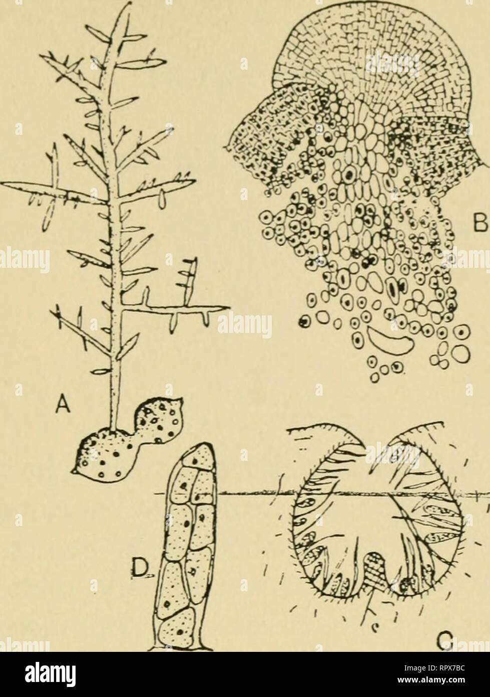 . The algae. Algae. Fig. 88 Notheia anomala. A, plant growing out from ...