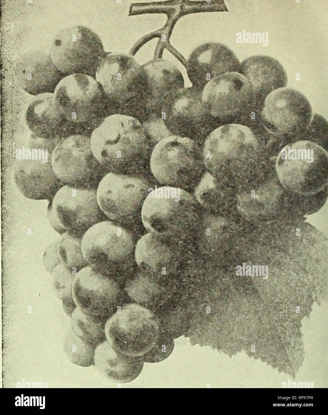 Figs with pink flesh hi-res stock photography and images - Alamy