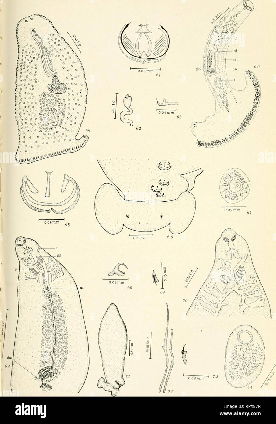 Trematodes High Resolution Stock Photography and Images - Alamy