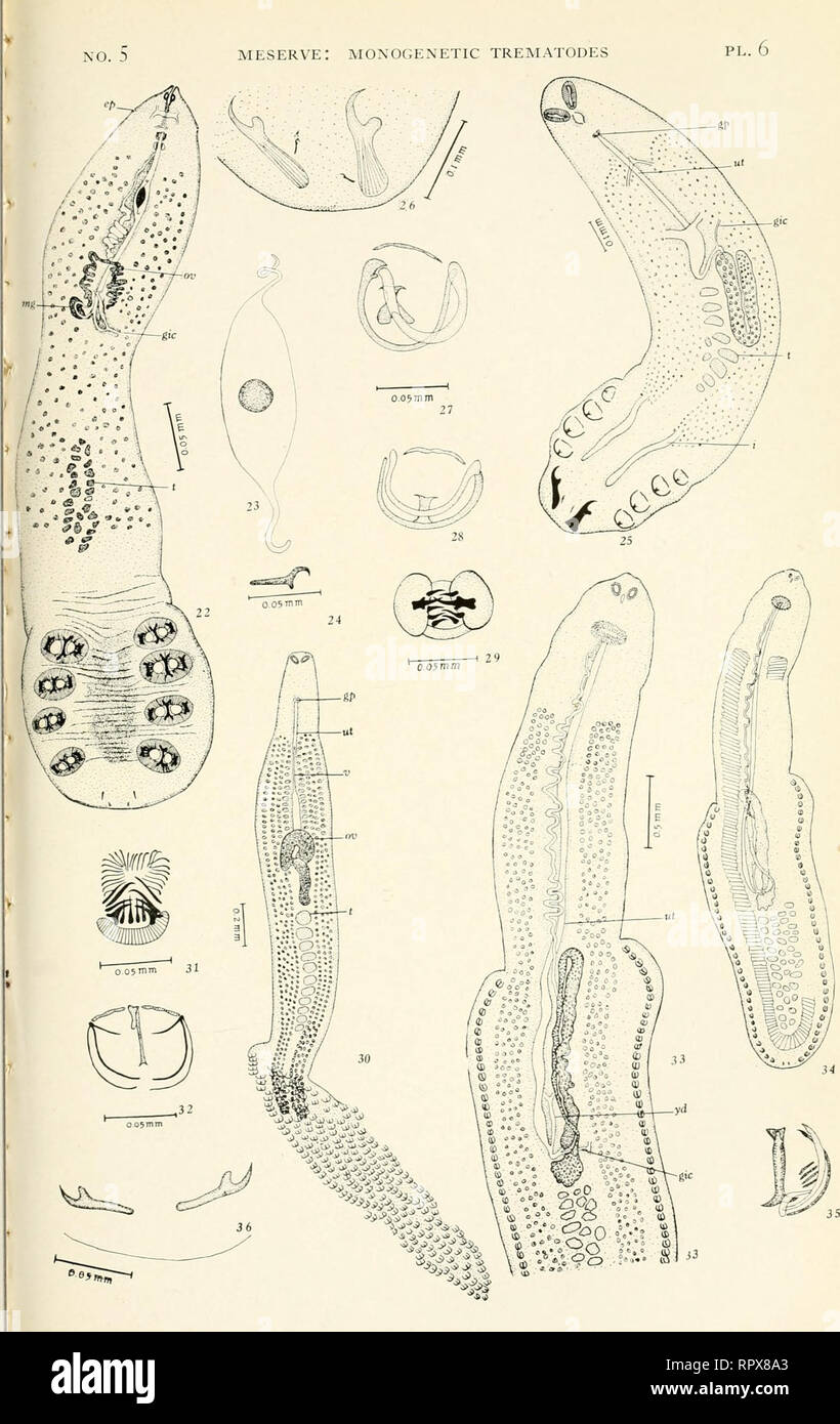 Trematodes hi-res stock photography and images - Alamy