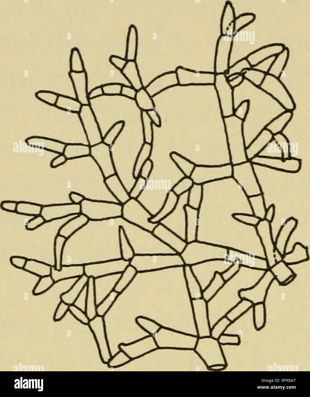 . The algae. Algae. 88 THE ALGAE has shown that in one species, S ...