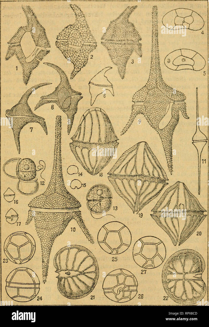 Peridinium hi-res stock photography and images - Alamy