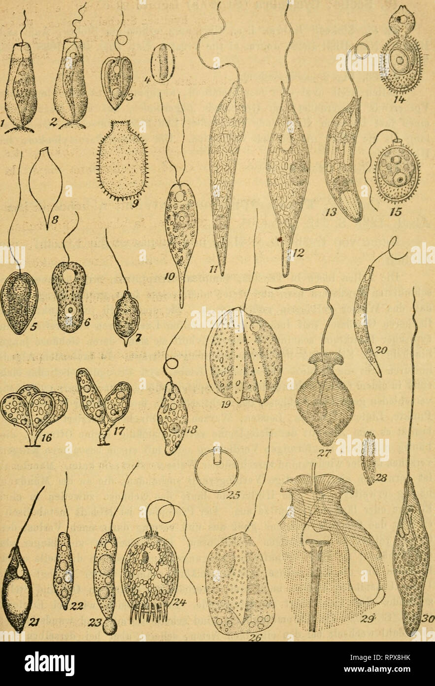 . Algen I. (Schizophyceen, Flagellaten, Peridineen). Algae -- Germany ...