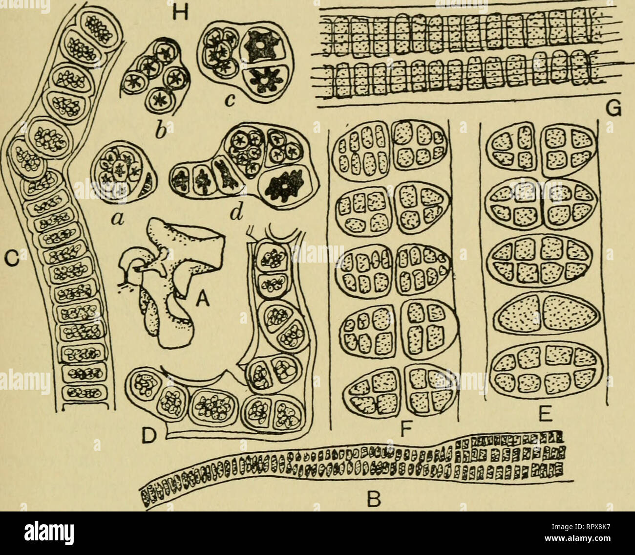 Hormidium hi-res stock photography and images - Alamy