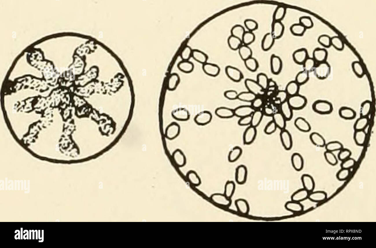 Structures of chloroplast hi-res stock photography and images - Alamy