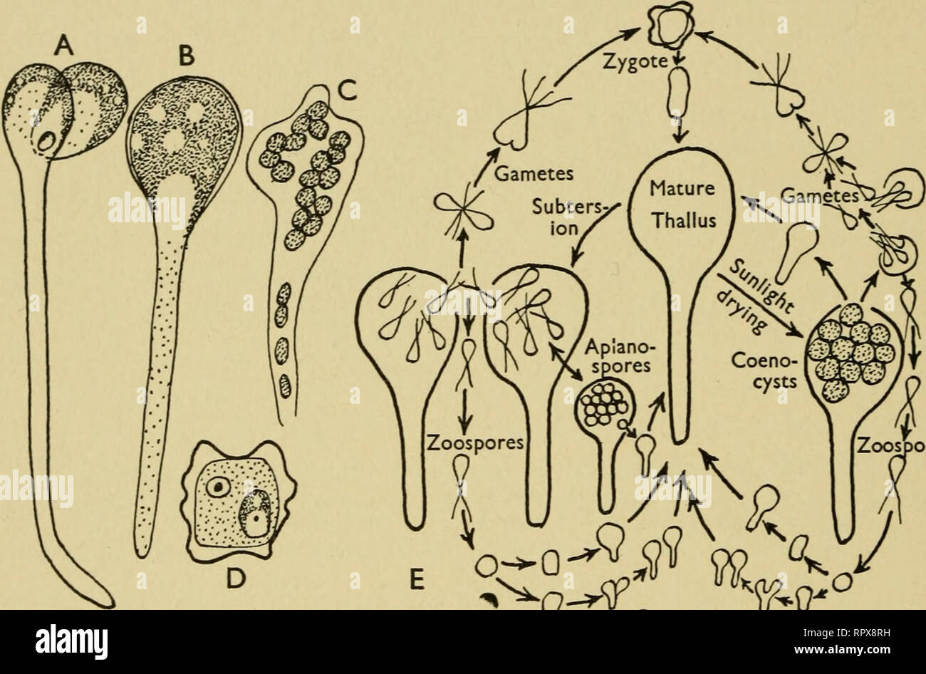 . The algae. Algae. 48 THE ALGAE Botrydium, in the damp mud at the ...
