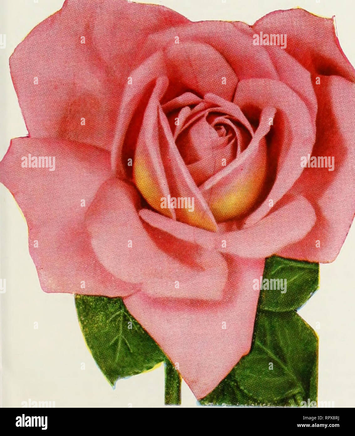 Yellow centered rose hi-res stock photography and images - Alamy