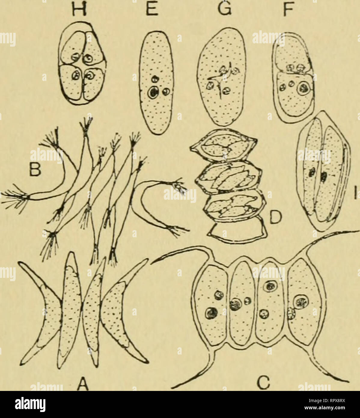 . The algae. Algae. EUPHYCOPHYTA 47 CoELASTRACEAE: Scenedesmus {scene ...