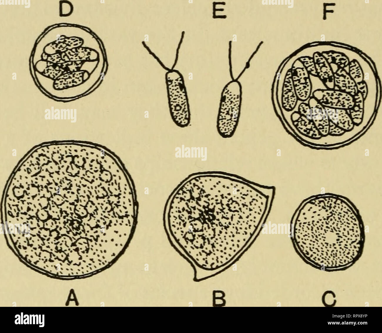 Chlorococcum hi-res stock photography and images - Alamy