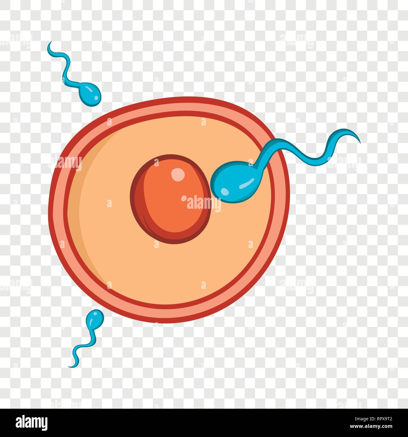 Fertilization of egg icon, cartoon style Stock Vector Image & Art - Alamy
