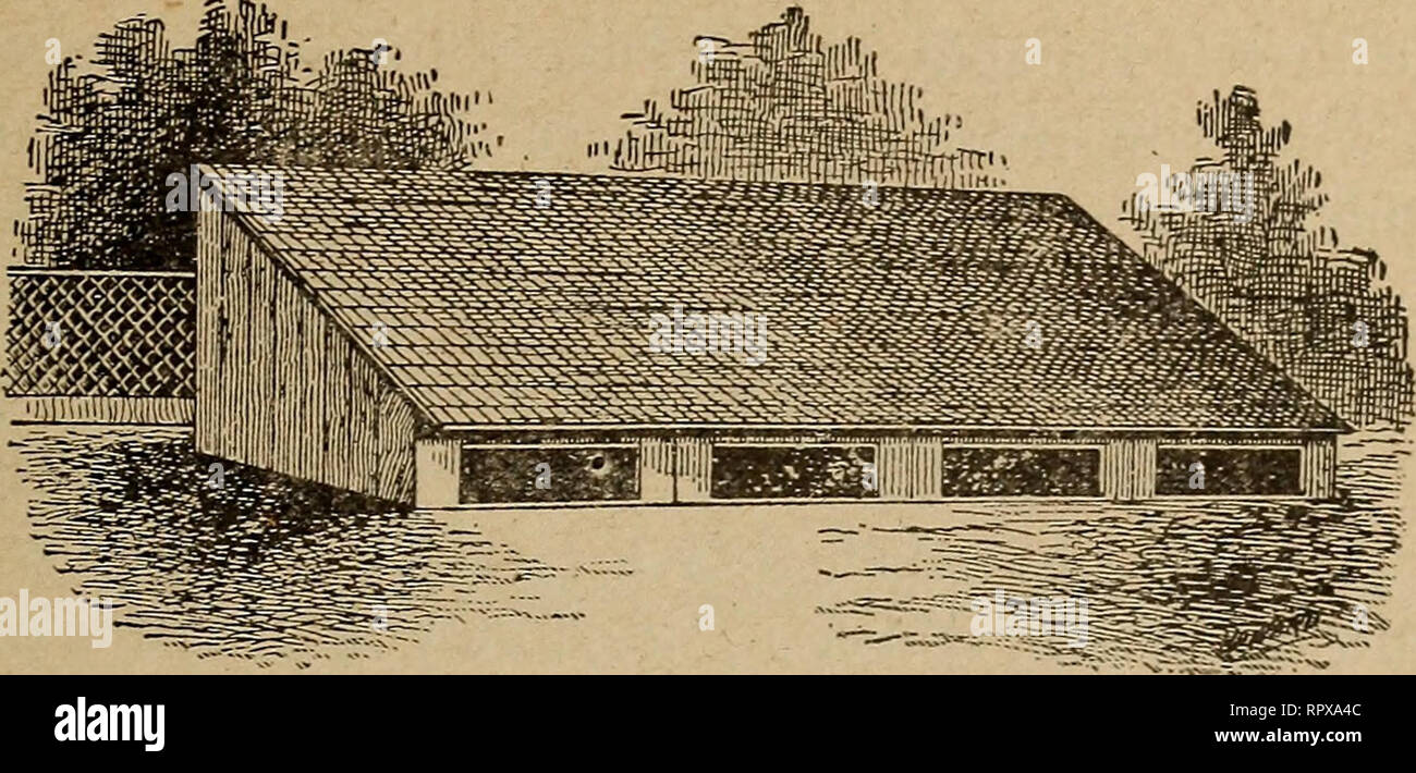 . All about Indian runner ducks;. Ducks. Fig. 19—House for growing ...