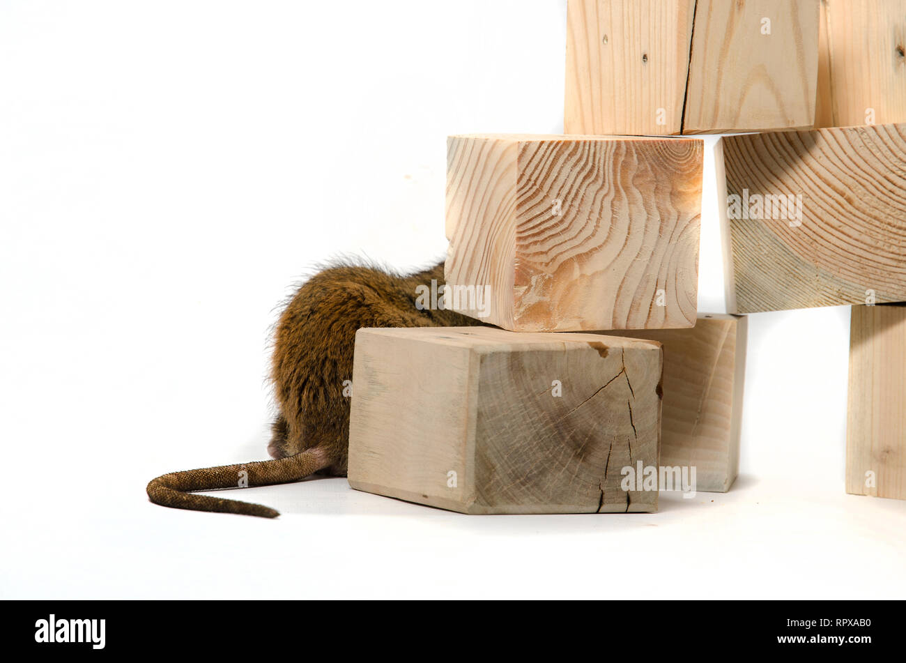 Rat and wooden cubes on a white background Stock Photo - Alamy