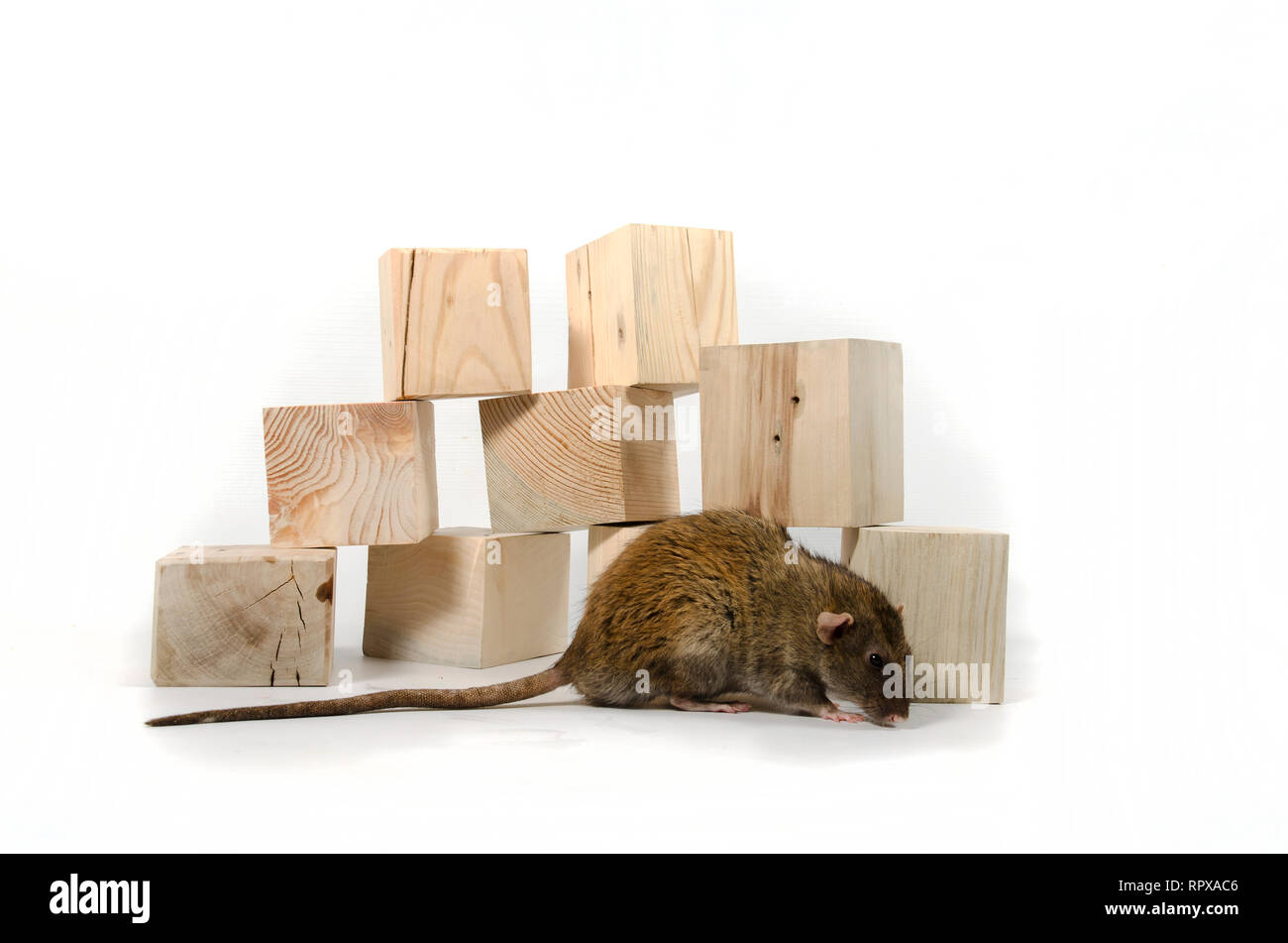 Rat Animal Blocks High Resolution Stock Photography and Images - Alamy