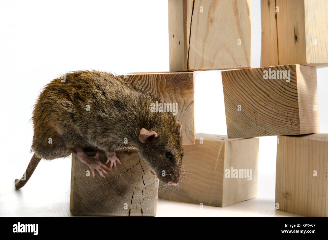 Rat animal blocks hi-res stock photography and images - Alamy