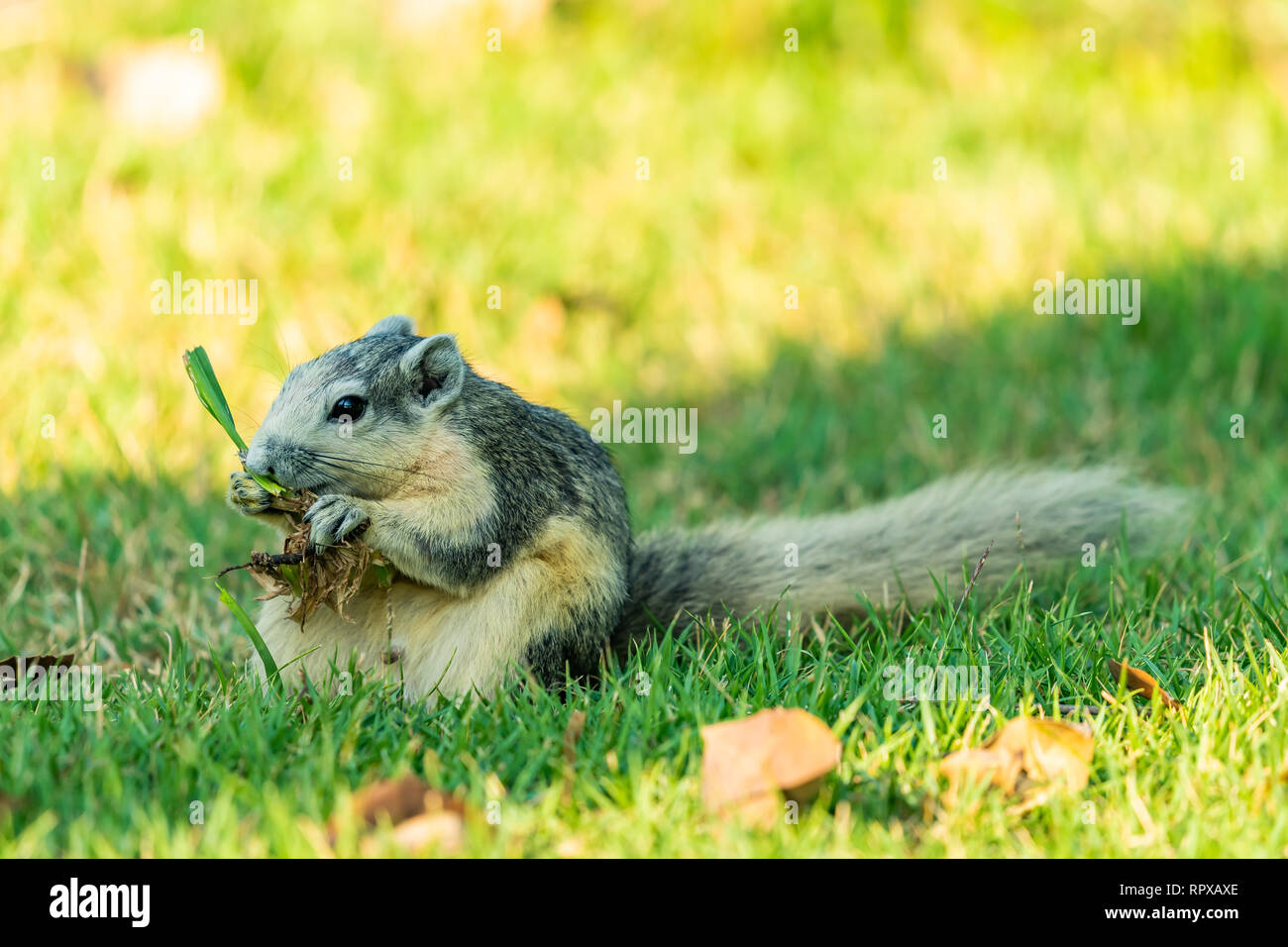 Cute Thai common squirrel enjoy gnawing a grass with root Stock Photo ...