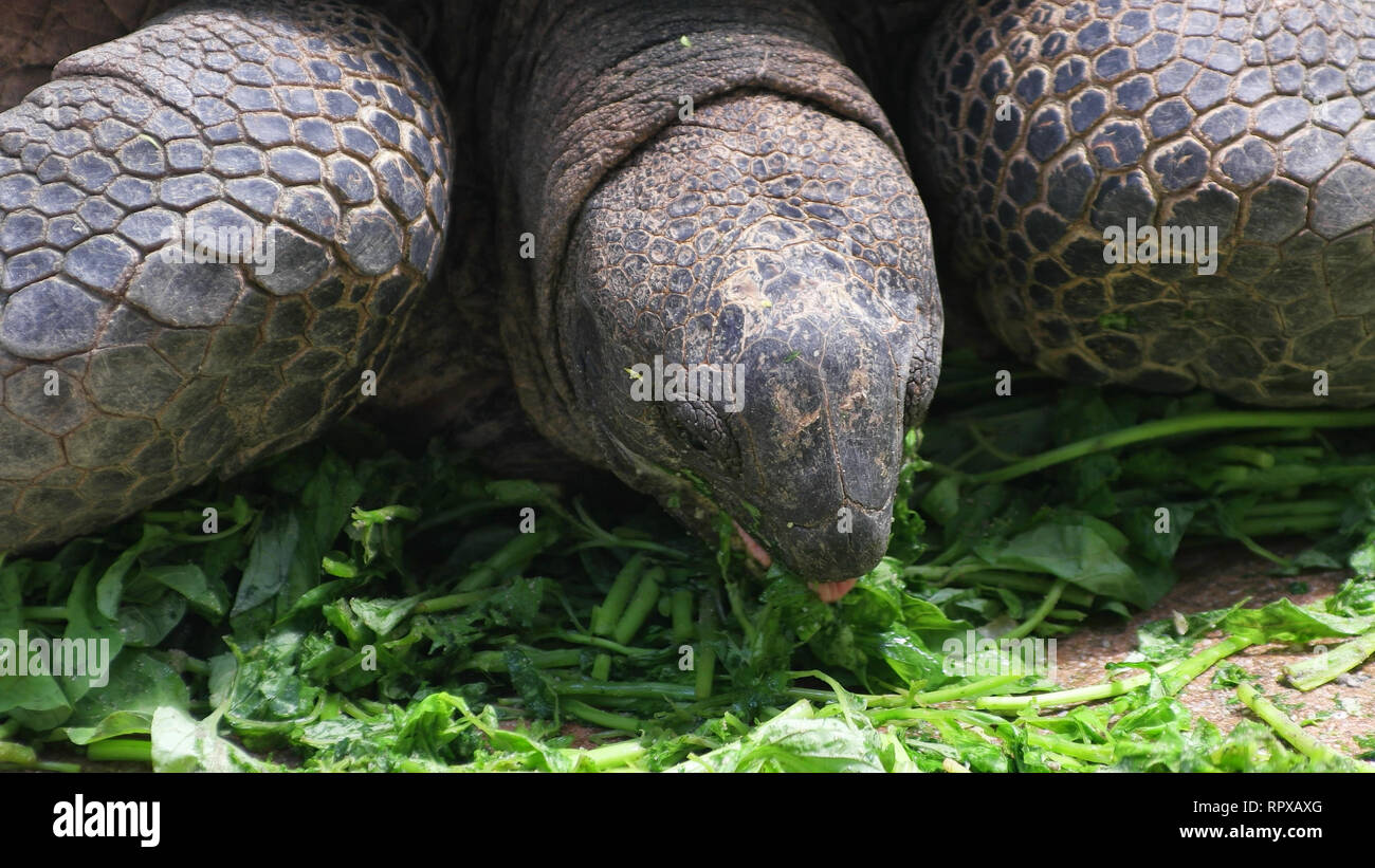 Closeup vew of Aldabra giant tortoise eating grass Stock Photo - Alamy