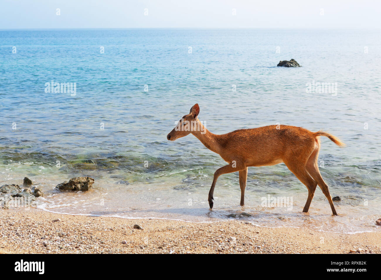 Fawn of Javan Rusa on beach of Bali west national park and Menjangan ...