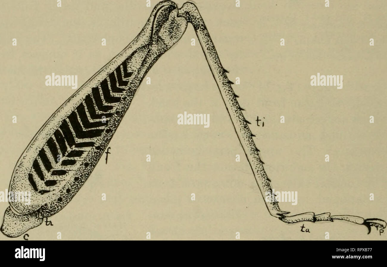 Prothoracic leg hi-res stock photography and images - Alamy