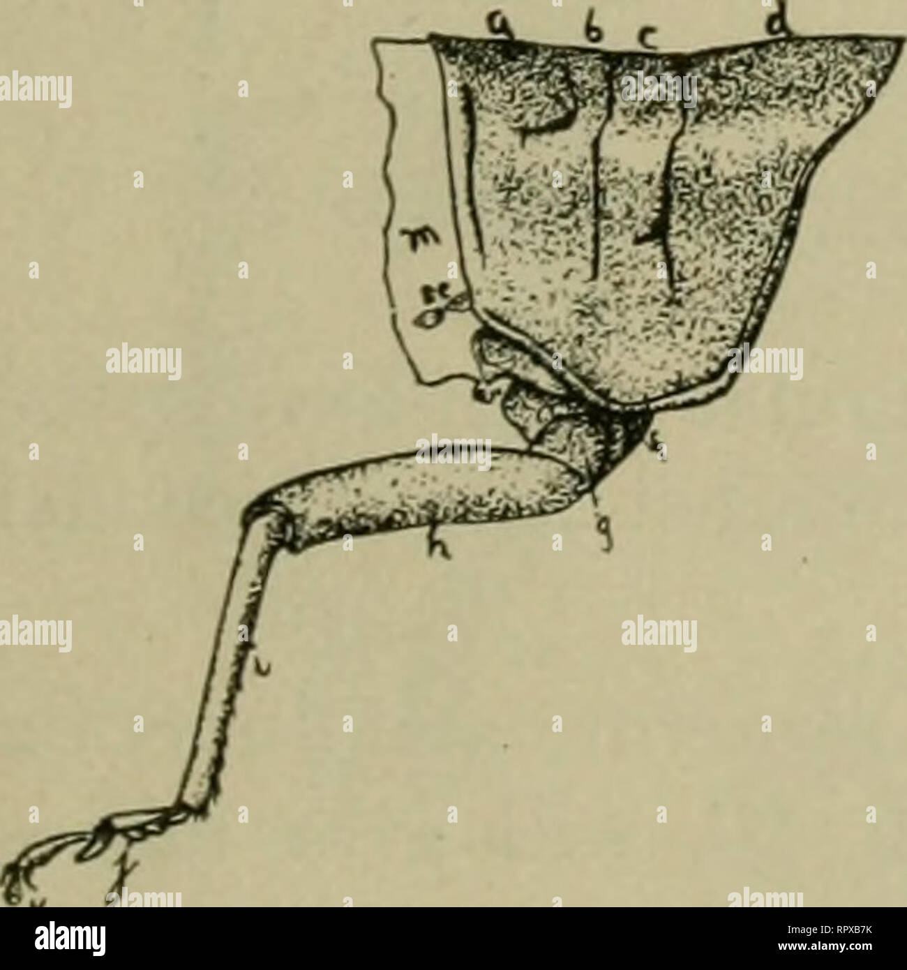 . Alfalfa, grasshoppers, bees: their relationship. Alfalfa. [from old ...