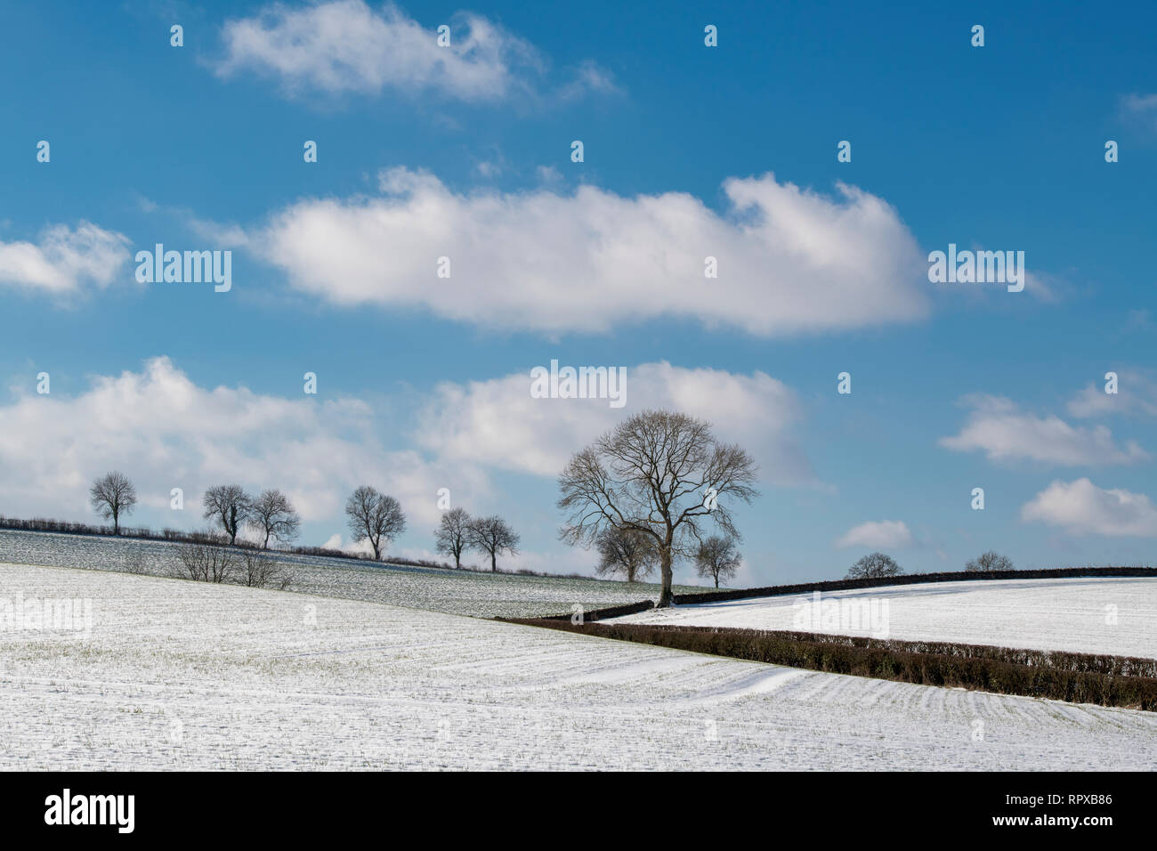 Snow in a field in the cotswold countryside. Cotswolds, Gloucestershire ...