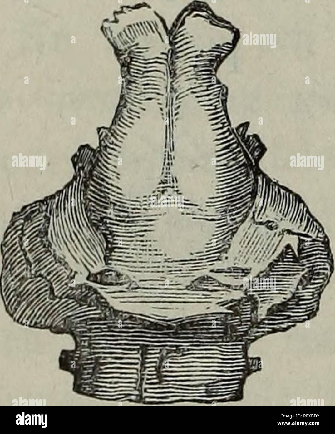. Album der Natuur. 200 DE PAIAEONTOLOGISCHE GESCHIEDENIS VAN DE ...