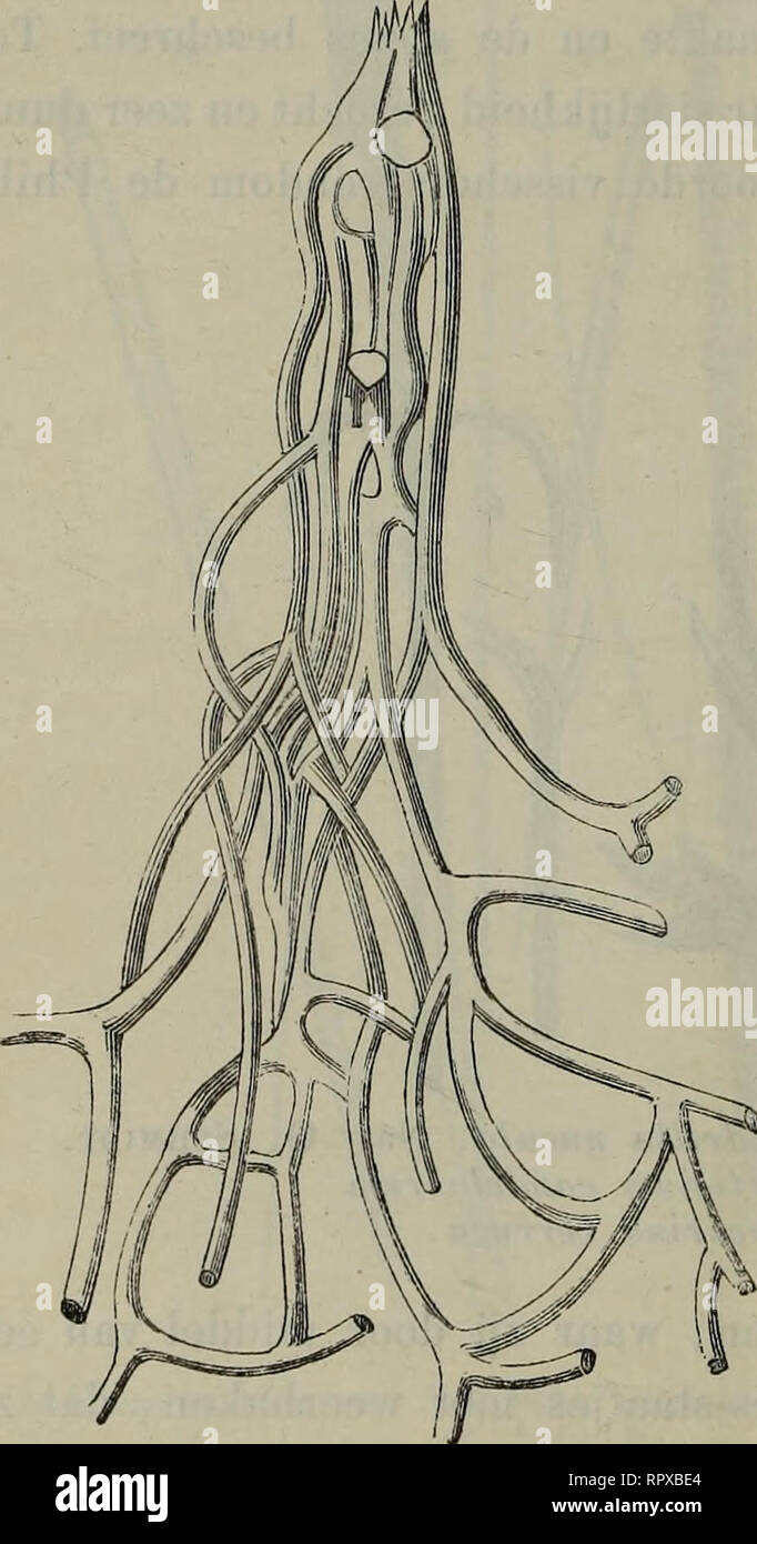 Sponzen hi-res stock photography and images - Alamy