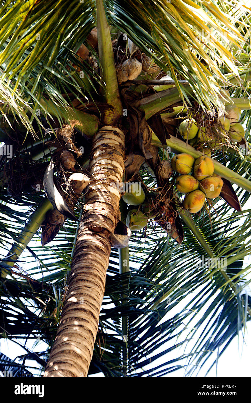 Low angle shot of coconut tree showing leaves and crop Stock Photo - Alamy