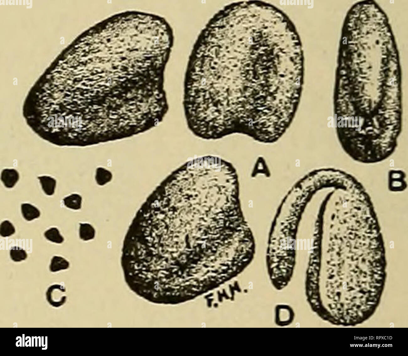 Microscopic plant roots hi-res stock photography and images - Alamy
