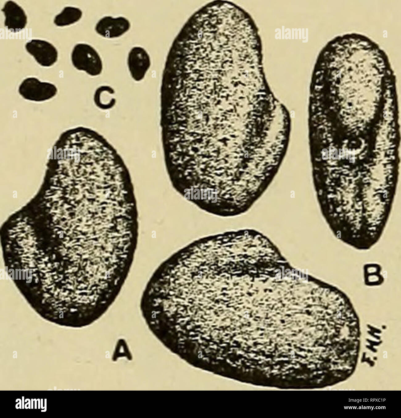 . Alfalfa, Lucerne, Spanish trefoil, Chilian clover, Brazilian clover ...