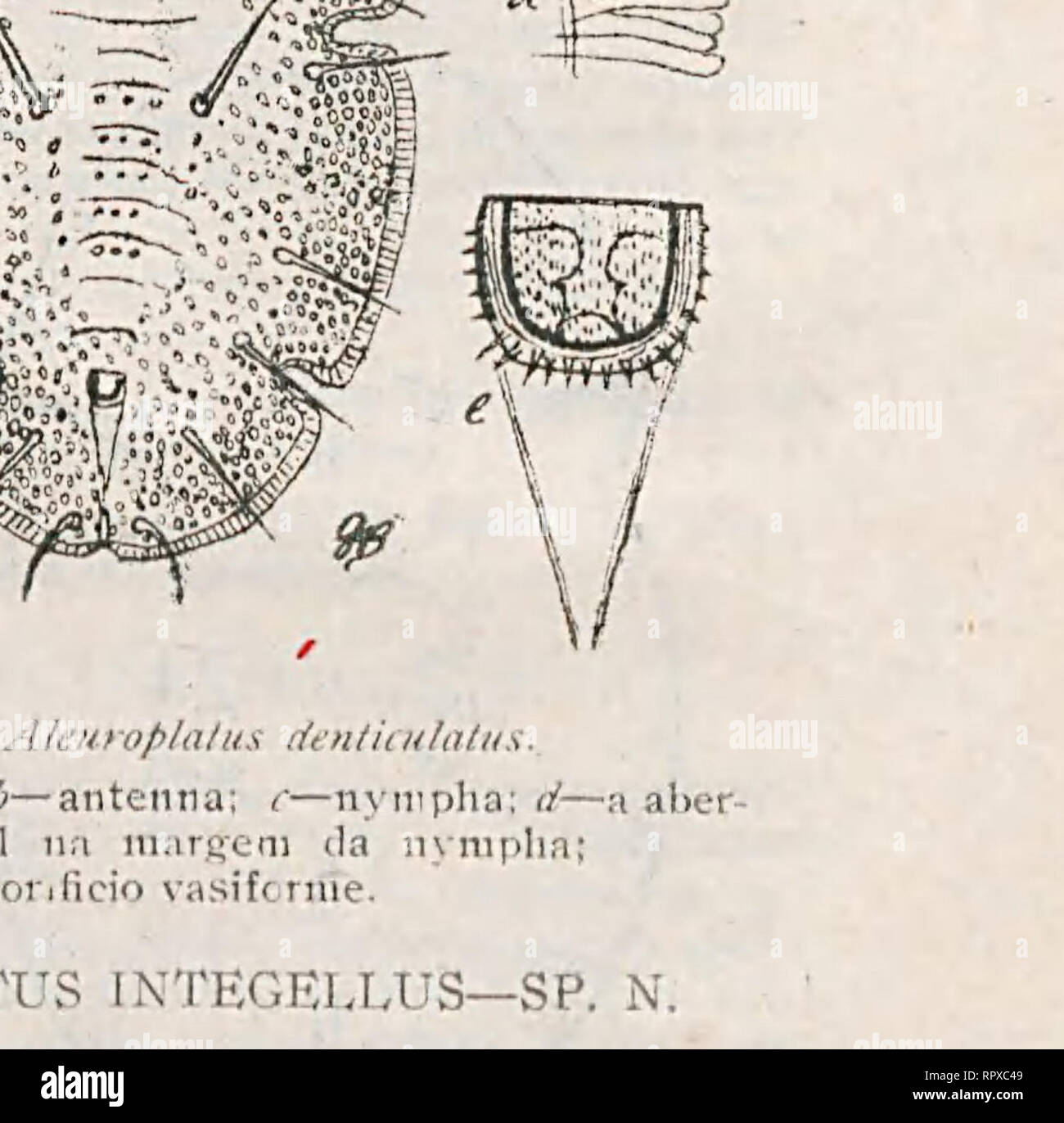 Mostra microscopica hi-res stock photography and images - Alamy