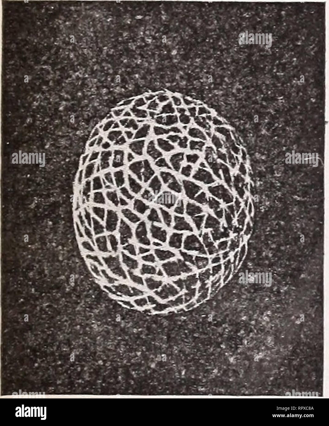 Weevil eggs hi-res stock photography and images - Alamy