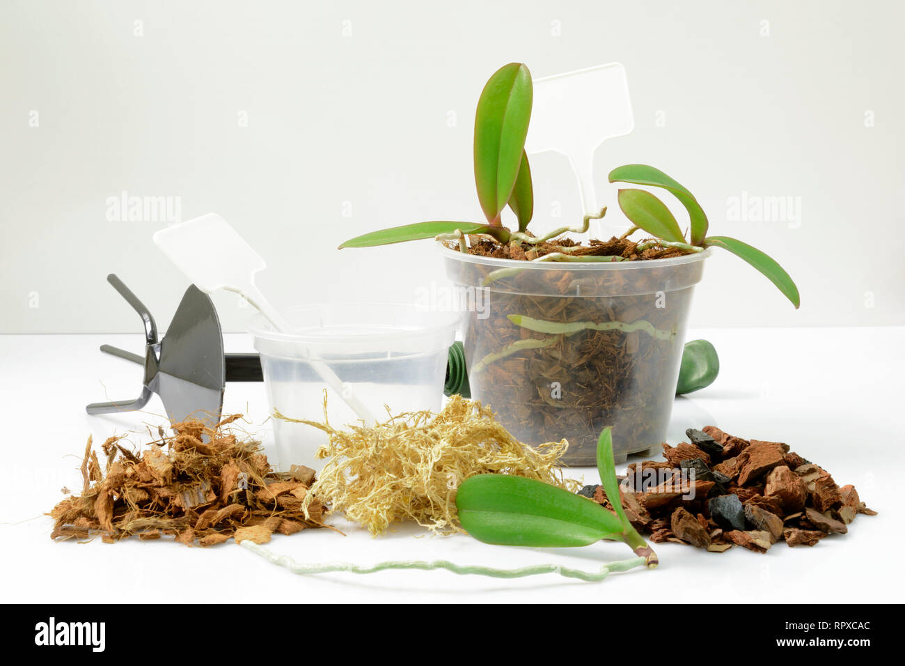 Cultivation of orchids at home. Soil and substrate for sall baby ...