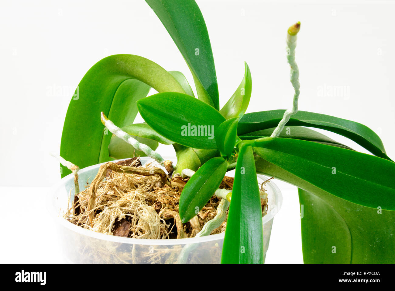 Cultivation of orchids at home. Small young plants with aerial root in ...