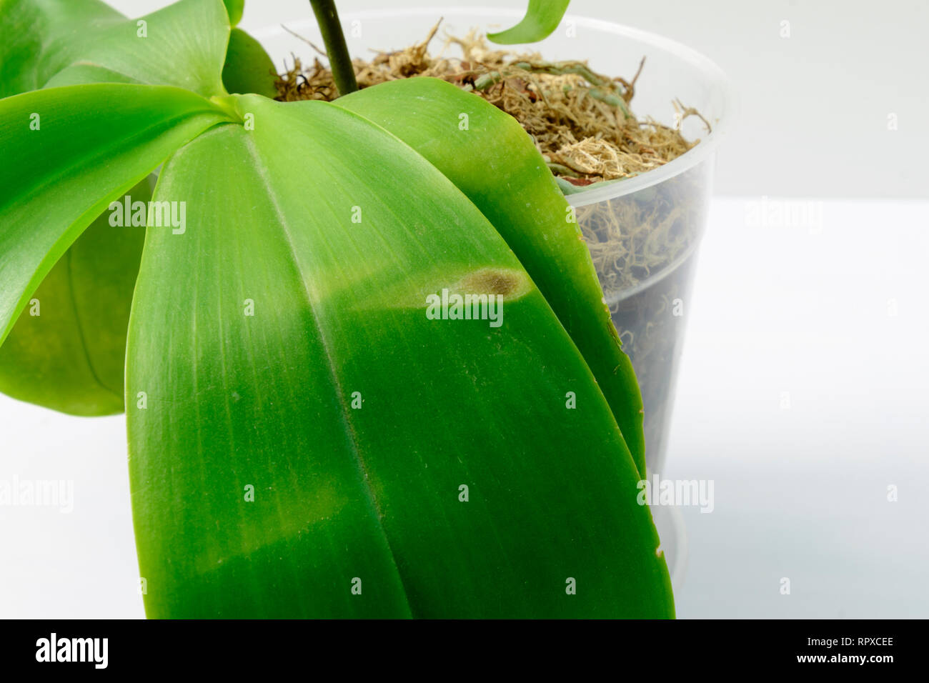 Disease on the leaf of an orchid. Close-up. Sun burn on an orchid leaf ...