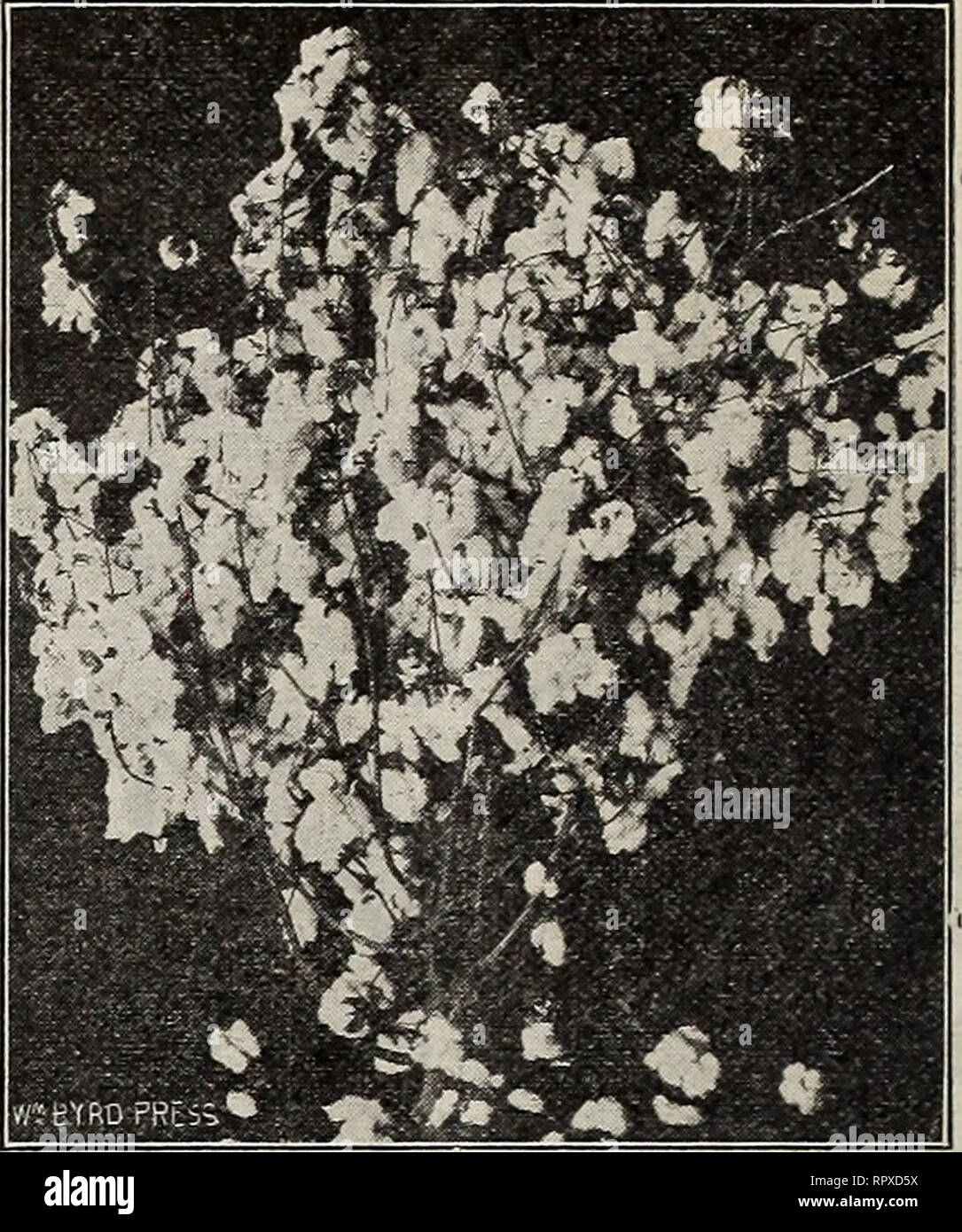 . Alexander's garden and field seed catalogue. 32 ALEXANDER SEED ...