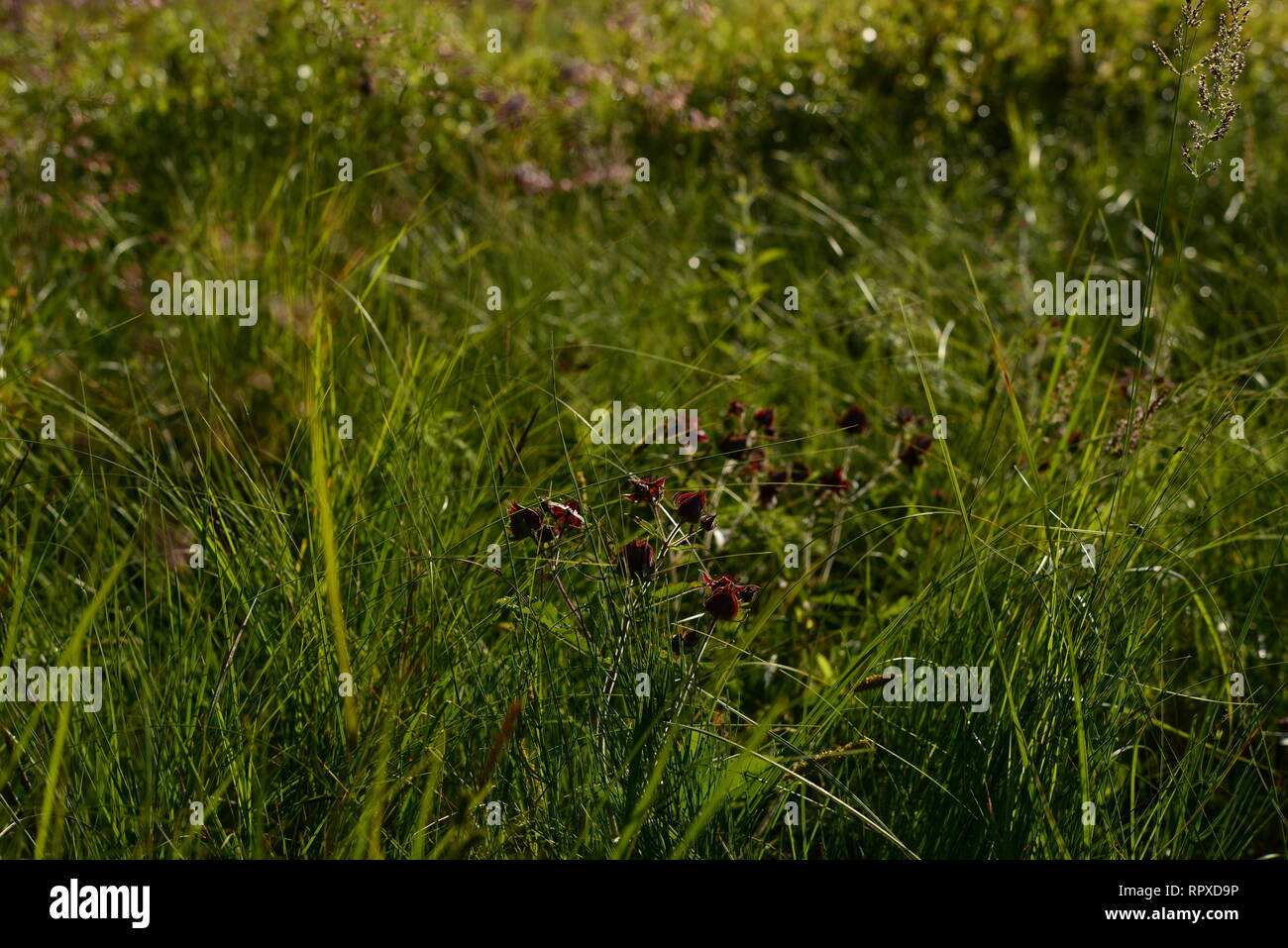 Flowers comarum paluste in thickets of dense marsh grass Stock Photo ...