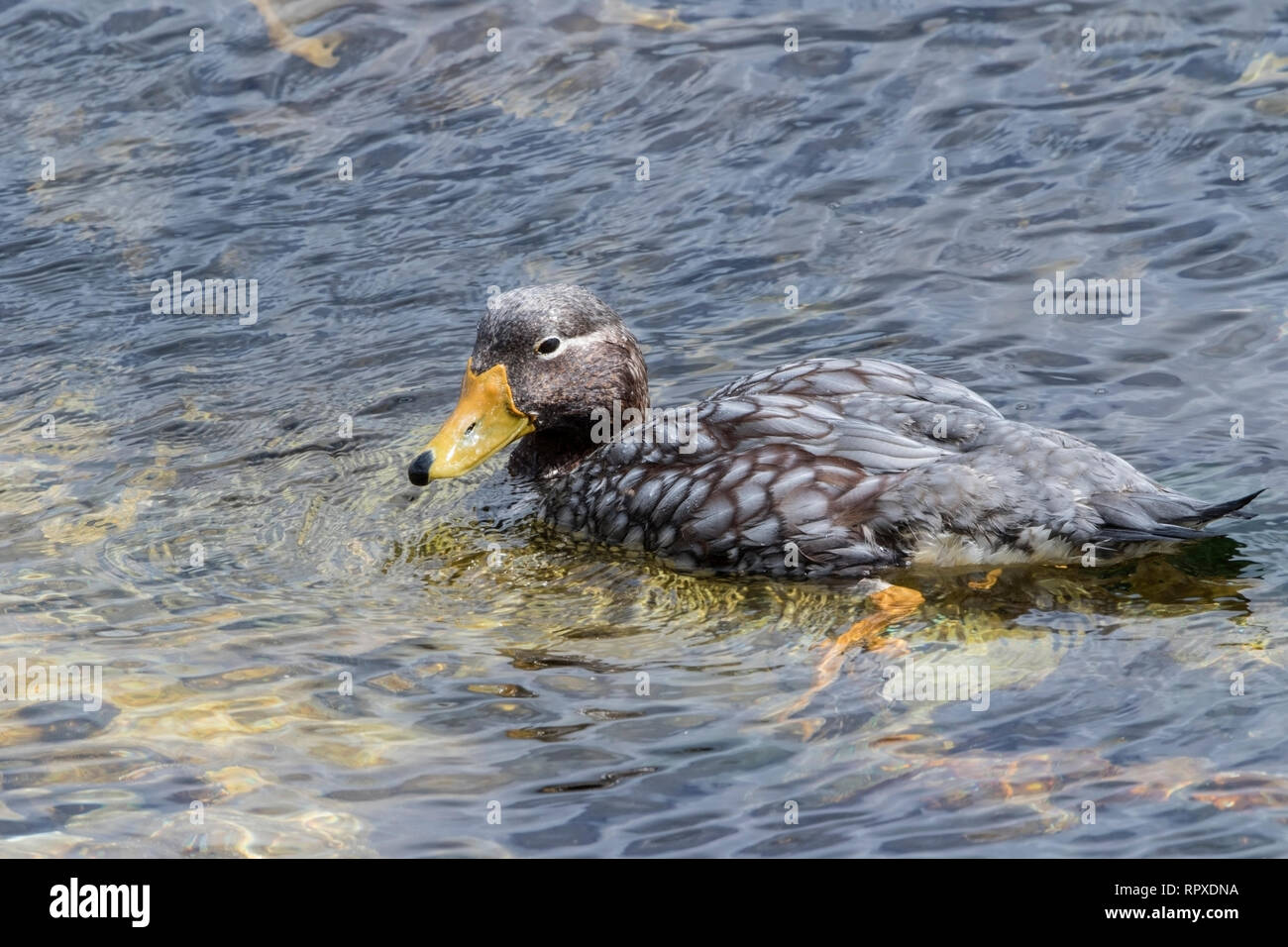 Duck cove hi-res stock photography and images - Alamy