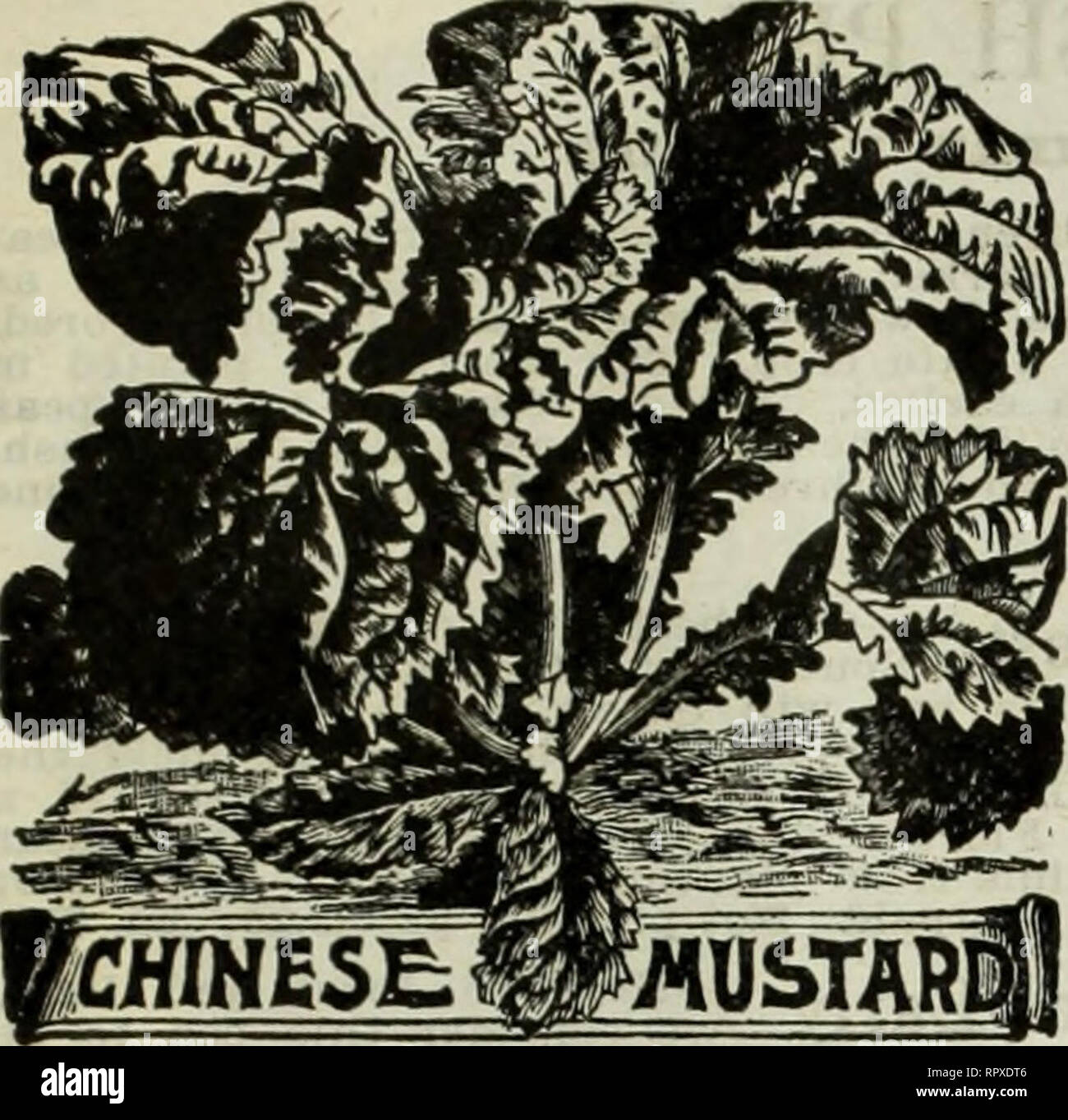 Alexander mustard hi-res stock photography and images - Alamy