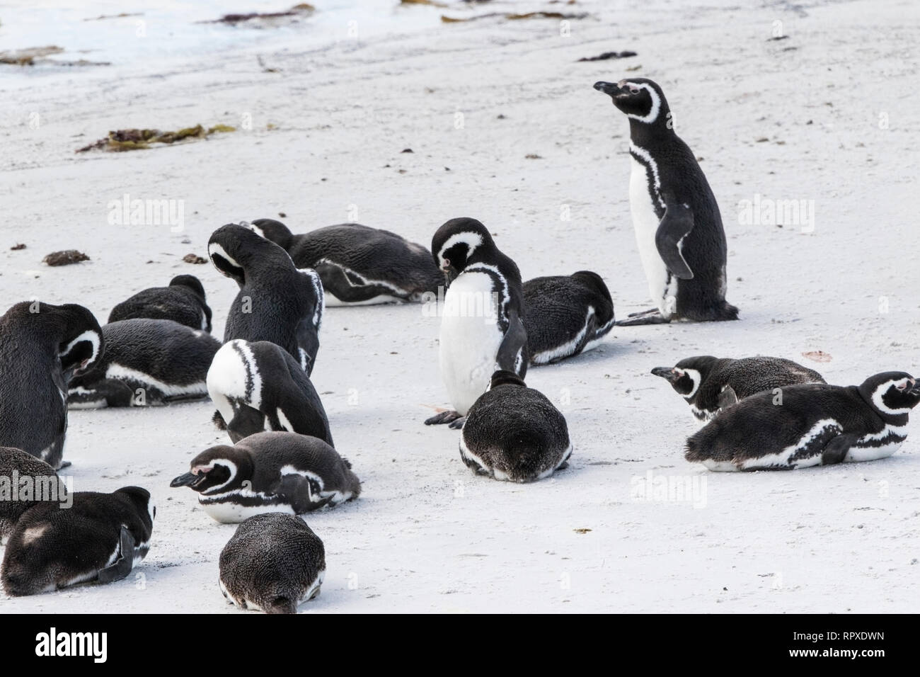 Gypsy bird hi-res stock photography and images - Alamy