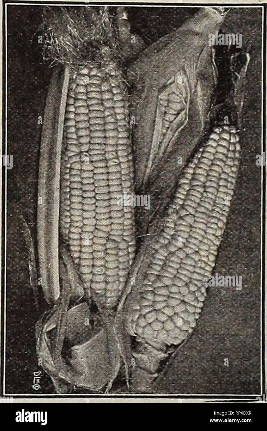 Black seeds of alexanders hi-res stock photography and images - Alamy