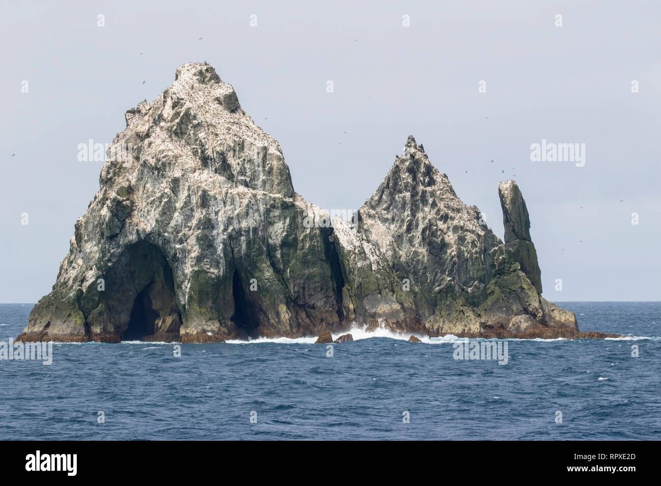 Shag colonies hi-res stock photography and images - Alamy