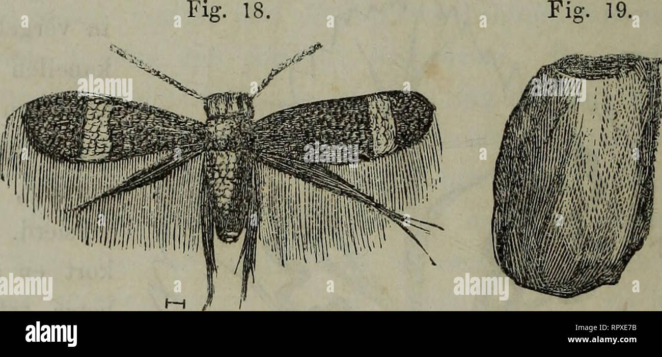 . Album der Natuur. . Rups van N, Mi- crotheriella. N. Microtheriella ...