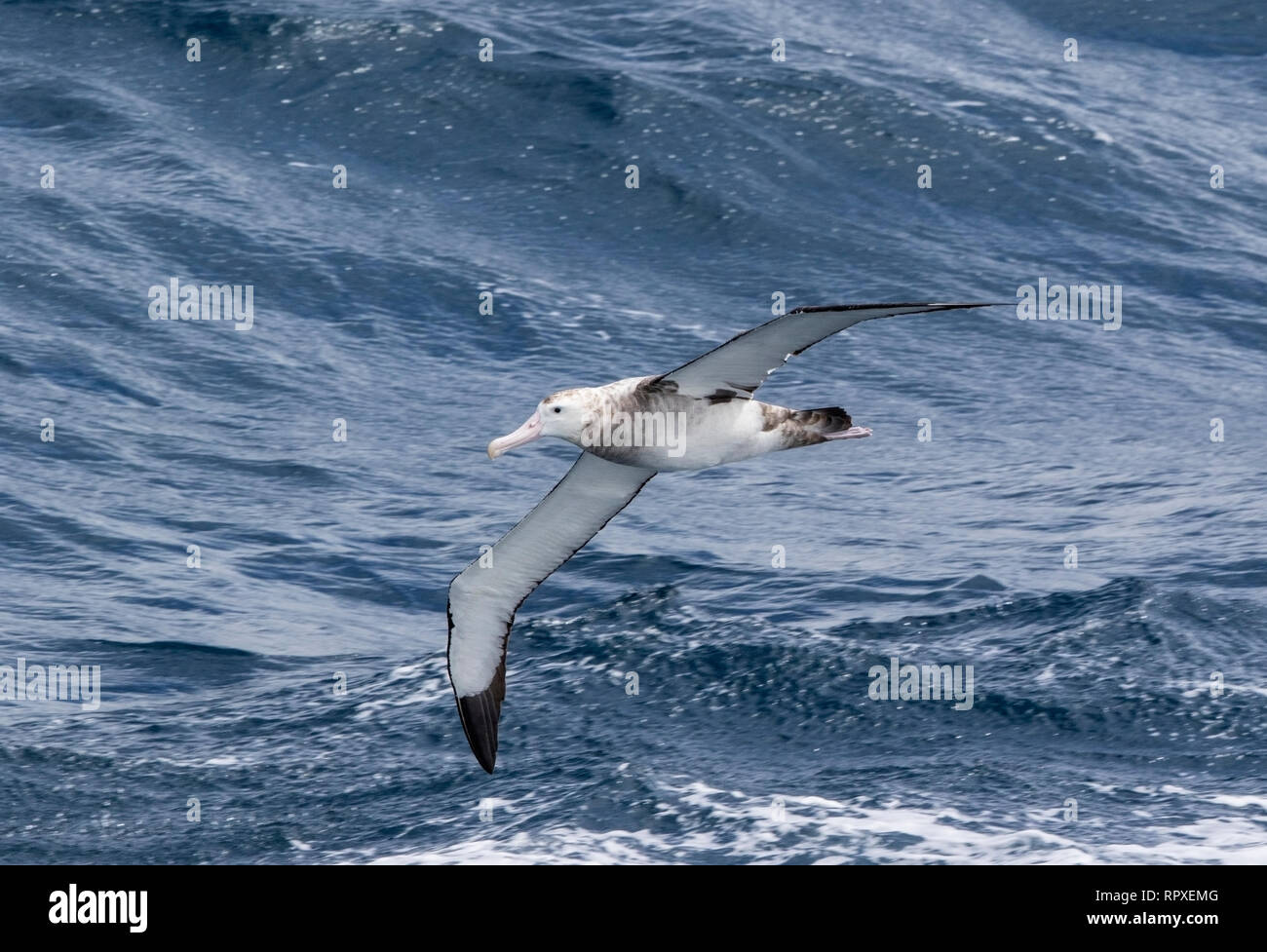 Immature Wandering Albatross in flight over the Southern Ocean ...