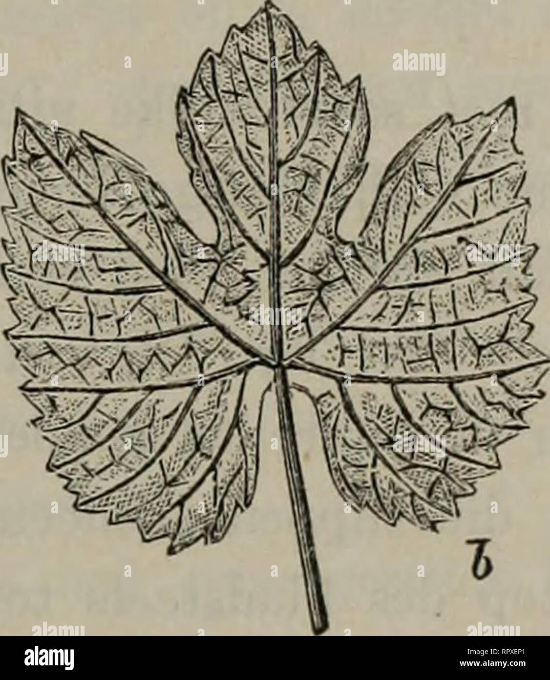 . Album der Natuur. . Ongedeeld en drielobbig blad van een Wingerd ...