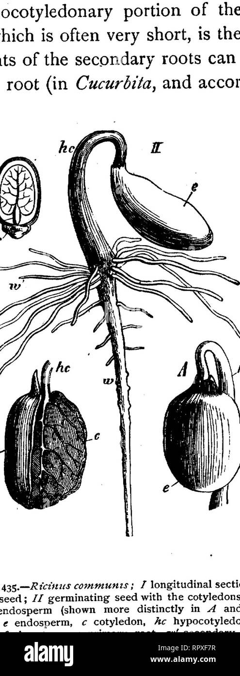 Lateral appendage hi-res stock photography and images - Alamy