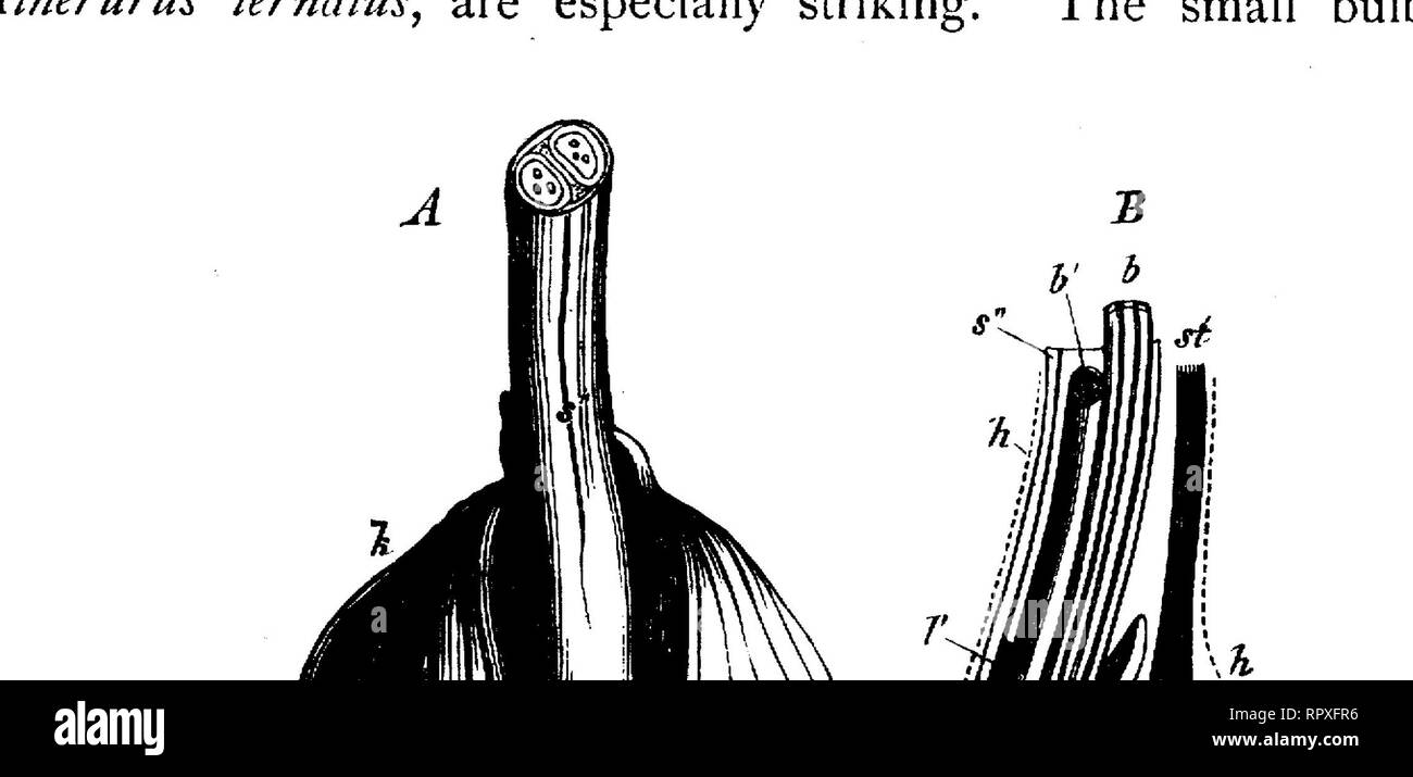 Adventitious buds hi-res stock photography and images - Alamy