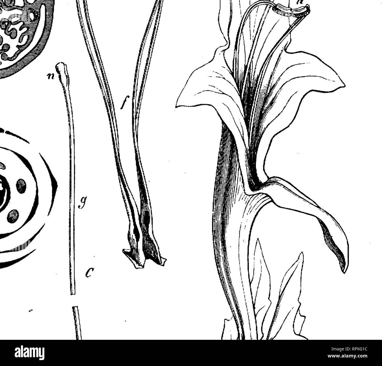 . Text-book of botany, morphological and physiological. Botany. 6ii ...