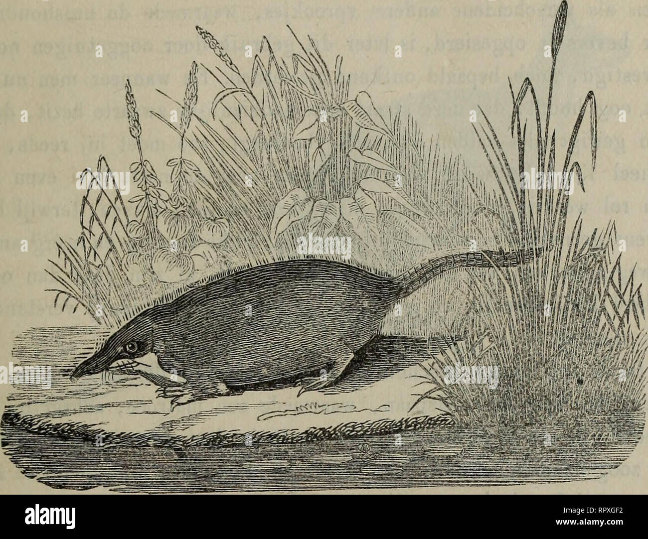 . Album der Natuur. 807 l. Fig. 9. Desman. mede met schubben bedekte ...