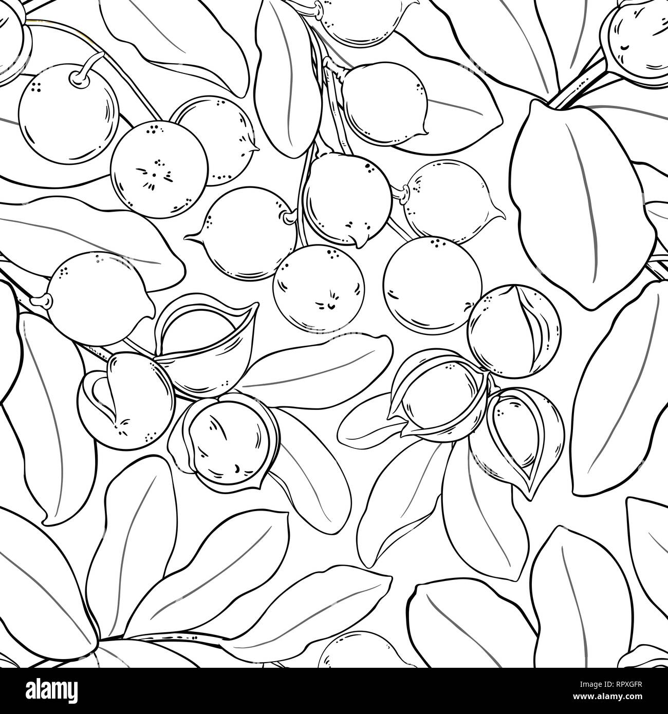 macadamia vector pattern on white background Stock Vector Image & Art ... macadamia vector pattern on white background Stock Vector Image & Art ...