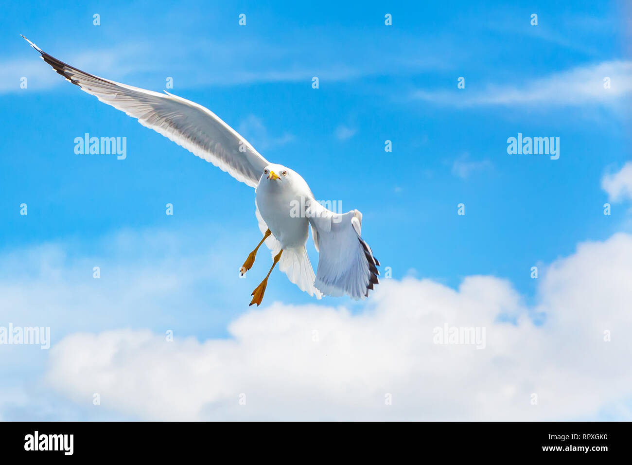 White Fish seagull flying and making turn in blue sky with wings ...
